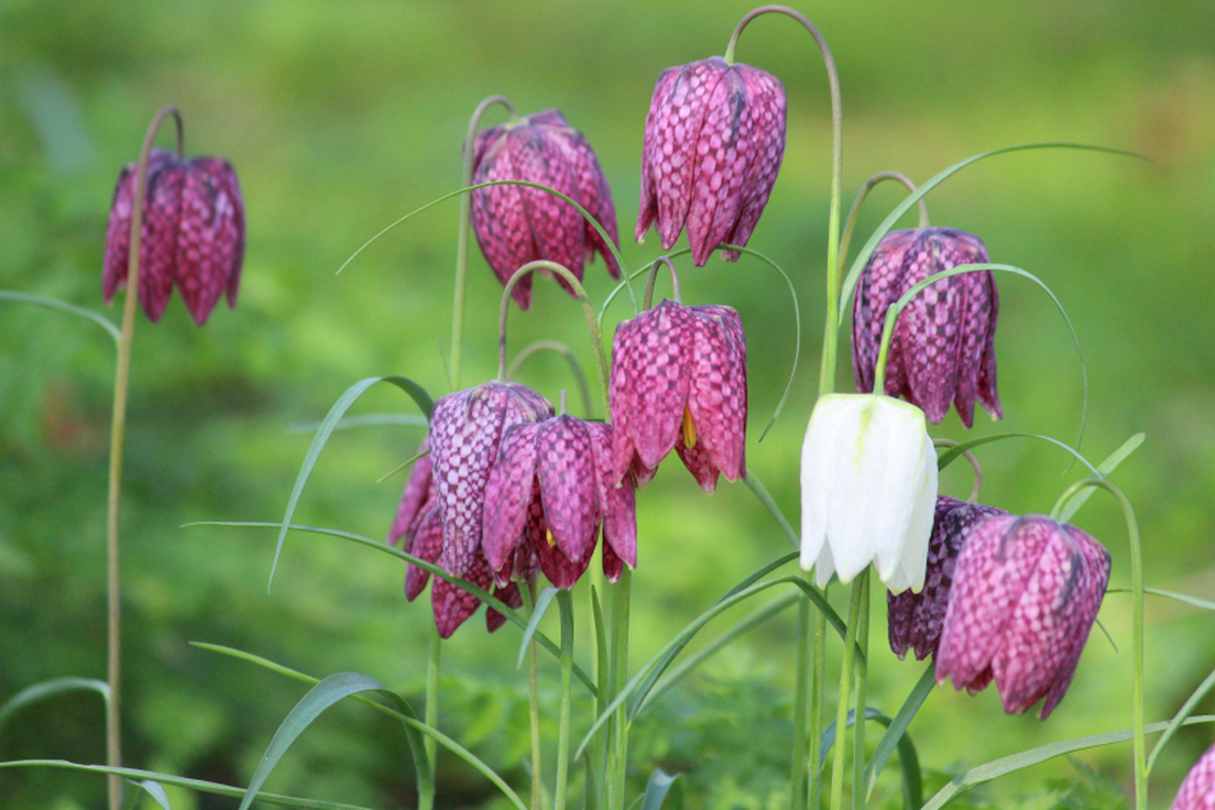 10 Flower Names and Their Histories | Merriam-Webster