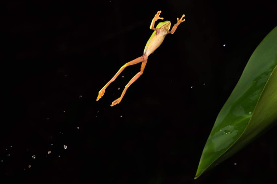 Ultracrepidarian - Great Big List of Beautiful and Useless Words, Vol ...