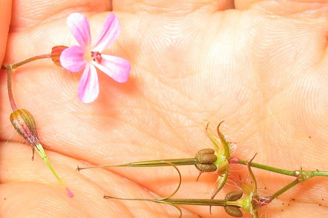 10 Flower Names and Their Histories | Merriam-Webster