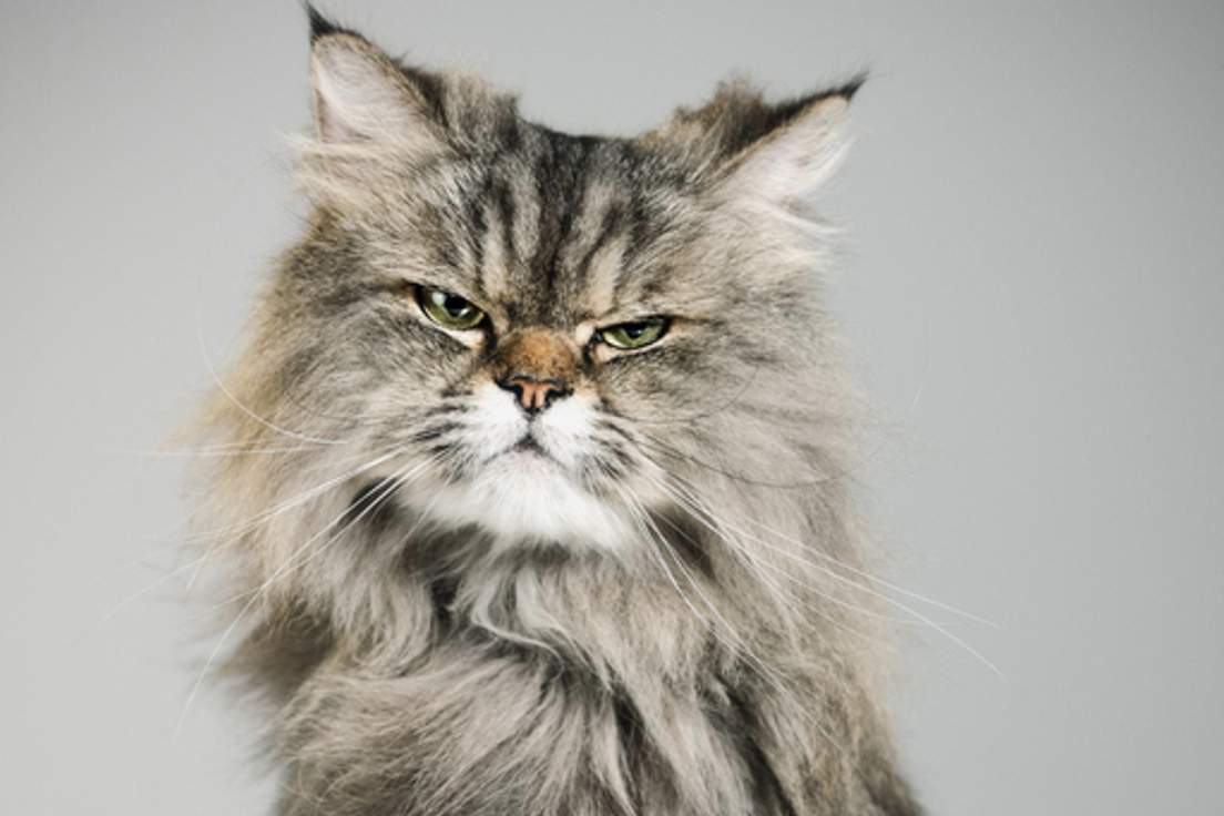 Great Big List of Beautiful and Useless Words, Vol. 4 | Merriam-Webster