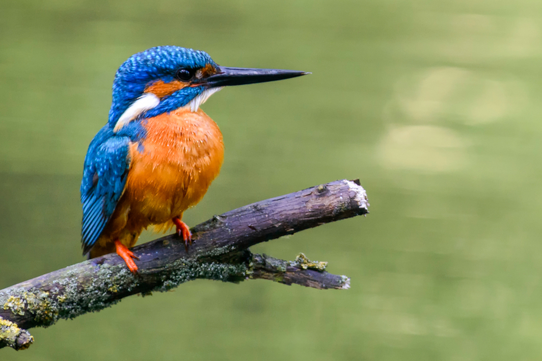 You Won't Believe These 10 Words Come From Birds | Merriam-Webster