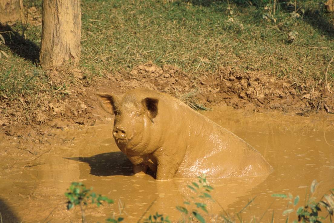 Definiendum - Words for Dictionary Supernerds | Merriam-Webster