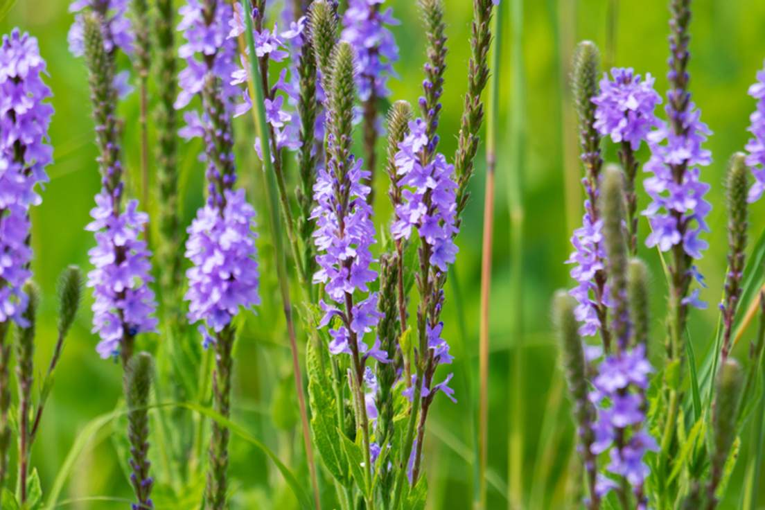 Plant Names That Sound Like Insults | Merriam-Webster