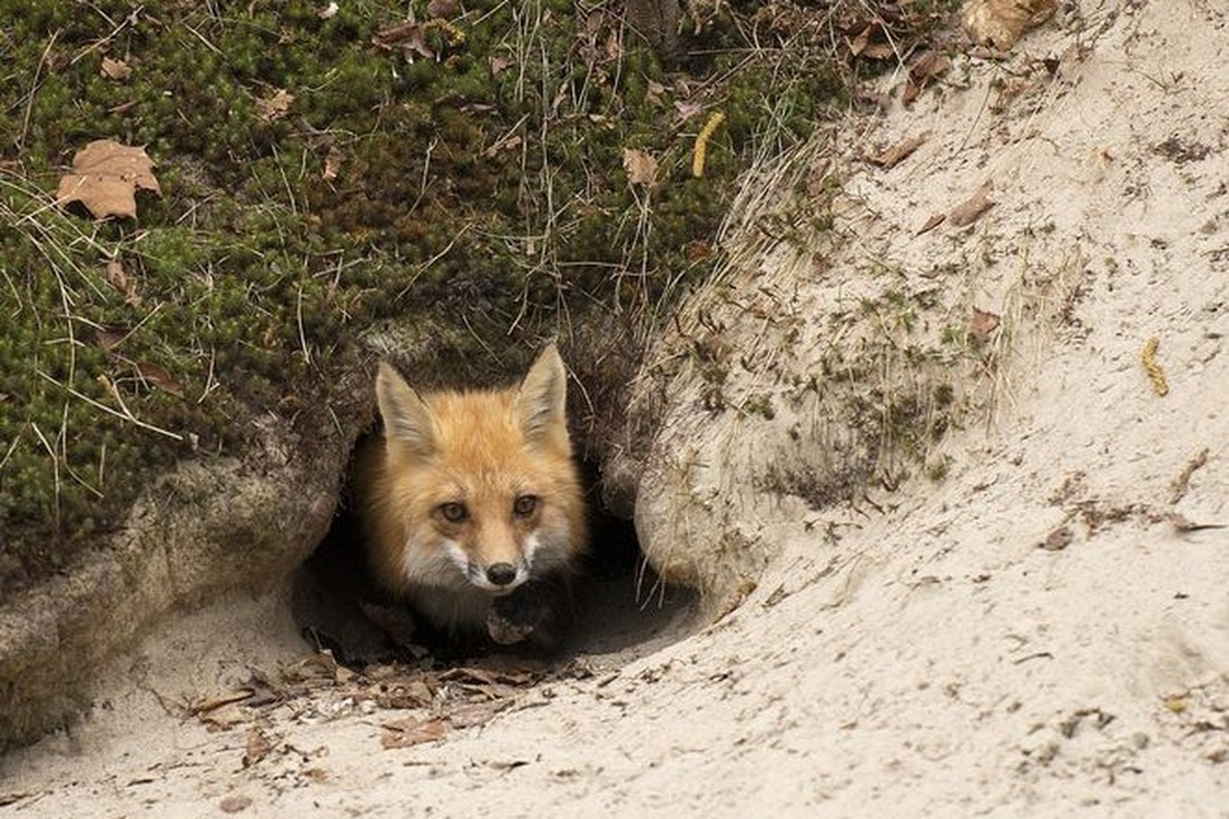 cereal, serial - Homophones That Have More Than One Syllable | Merriam ...