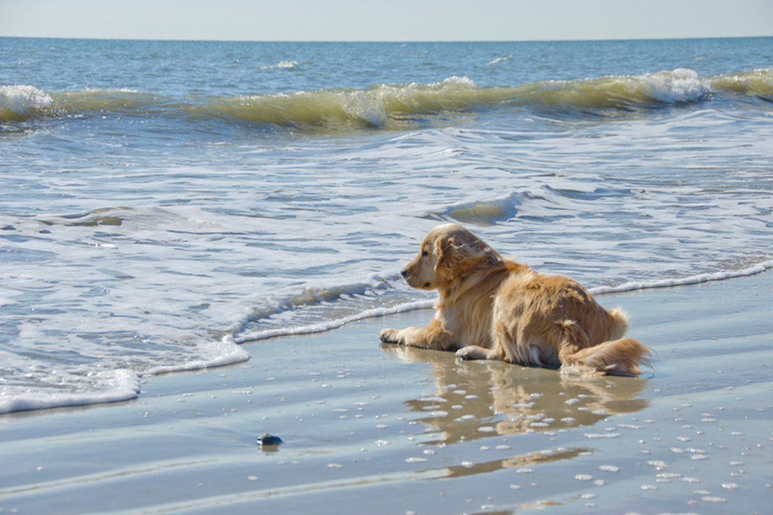 Phyllomancy - 30 Ways to Tell the Future | Merriam-Webster