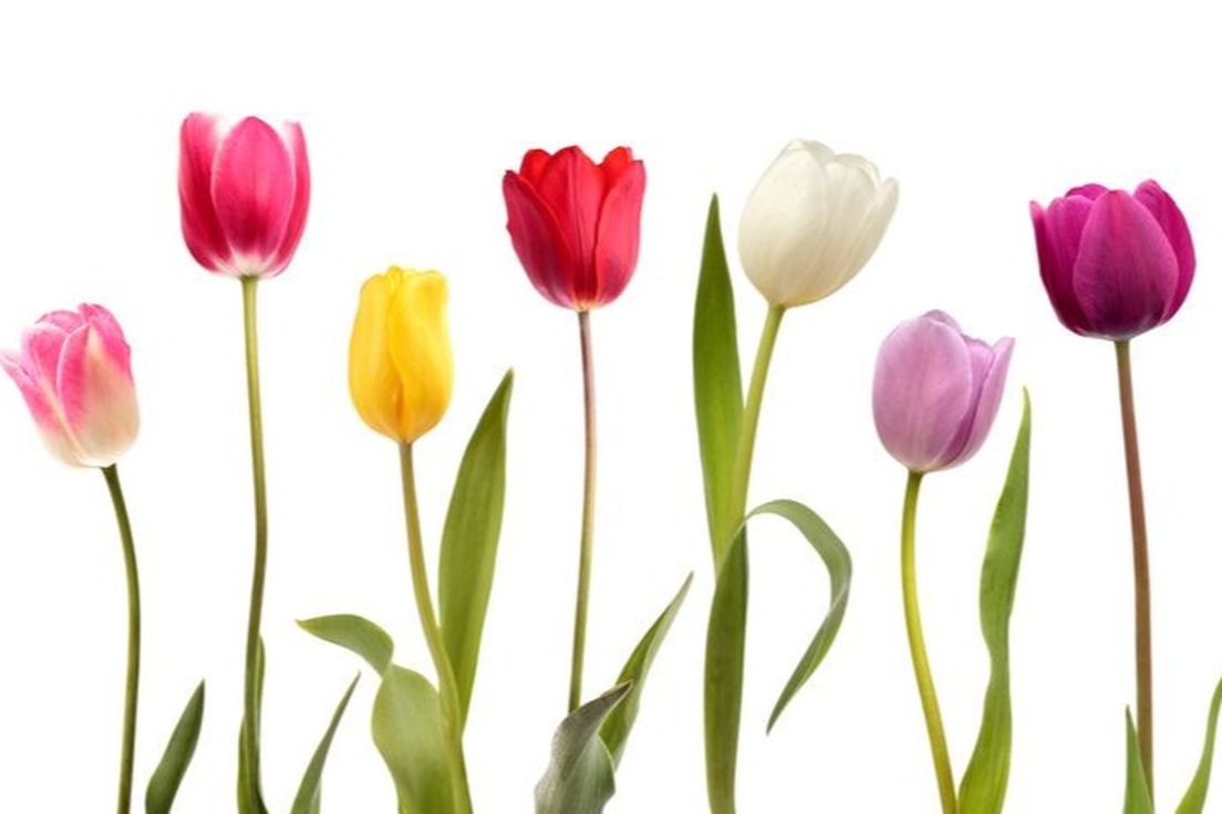 Peduncle/Petiole/Pedicel - 'Pistil,' 'Stamen,' and Other Flower Part ...