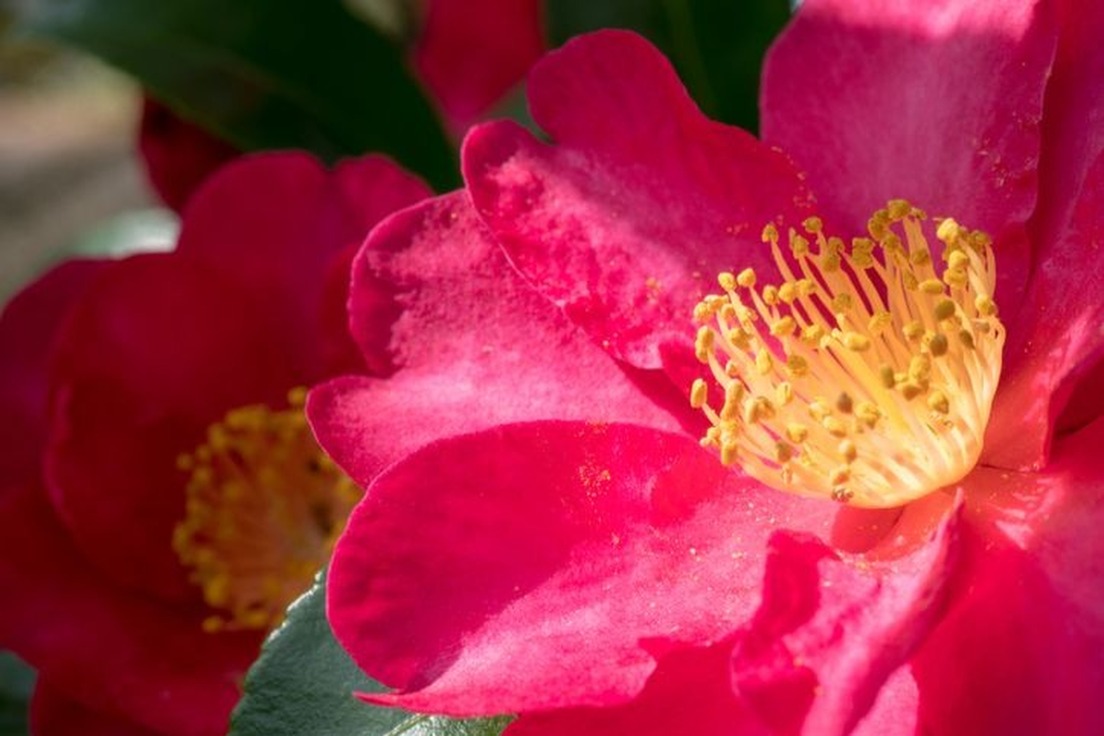 Peduncle/Petiole/Pedicel - 'Pistil,' 'Stamen,' and Other Flower Part ...