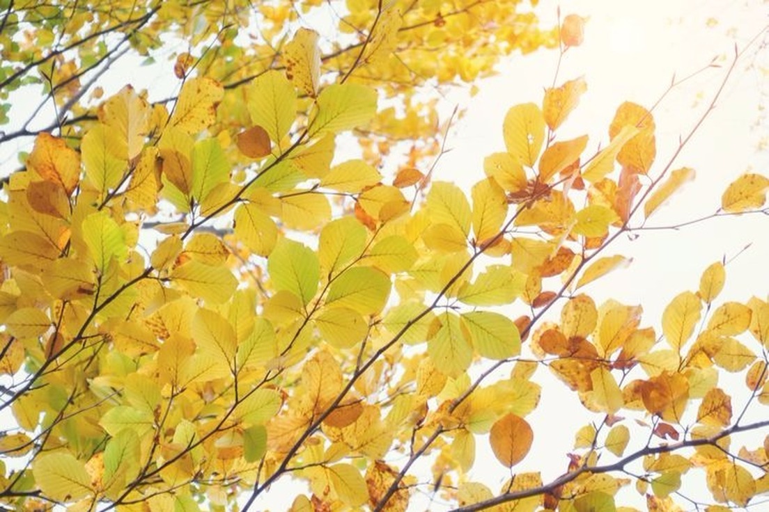 Color Words to Describe Autumn Leaves | Merriam-Webster