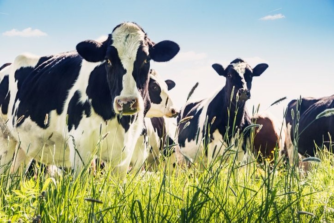 Have a Cow - 'When Pigs Fly' and Other Barnyard Idioms | Merriam-Webster