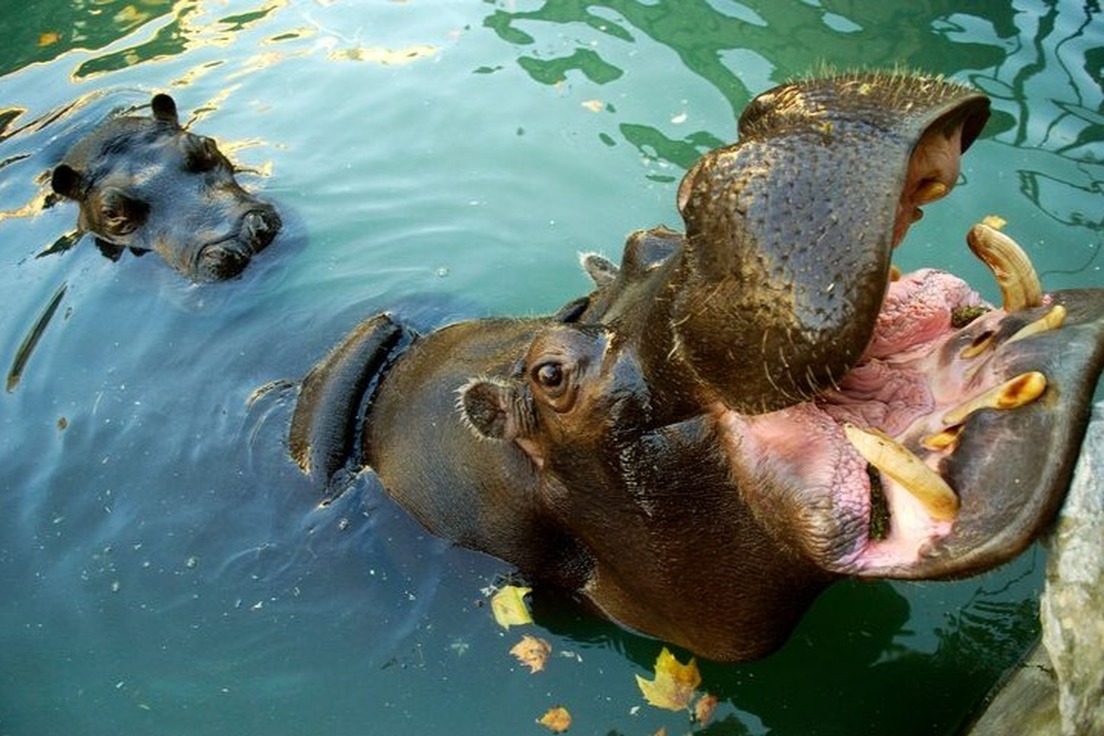 Juggernaut - A Blockbuster of a List - Words for Big Things | Merriam ...