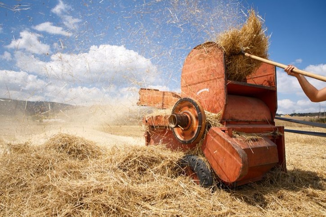 Separate the Wheat from the Chaff - 'When Pigs Fly' and Other Barnyard ...