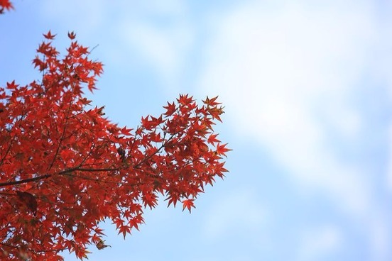 Color Words To Describe Autumn Leaves Merriam Webster