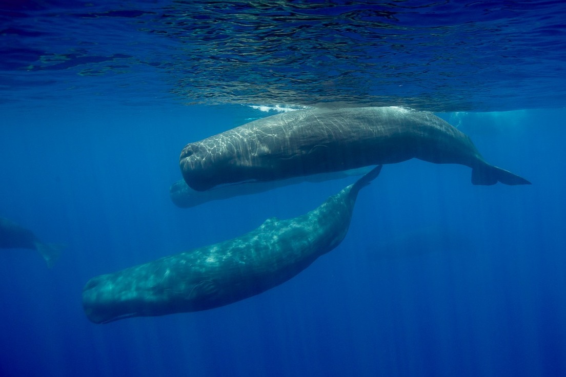 Sea Creature Words | Merriam-Webster