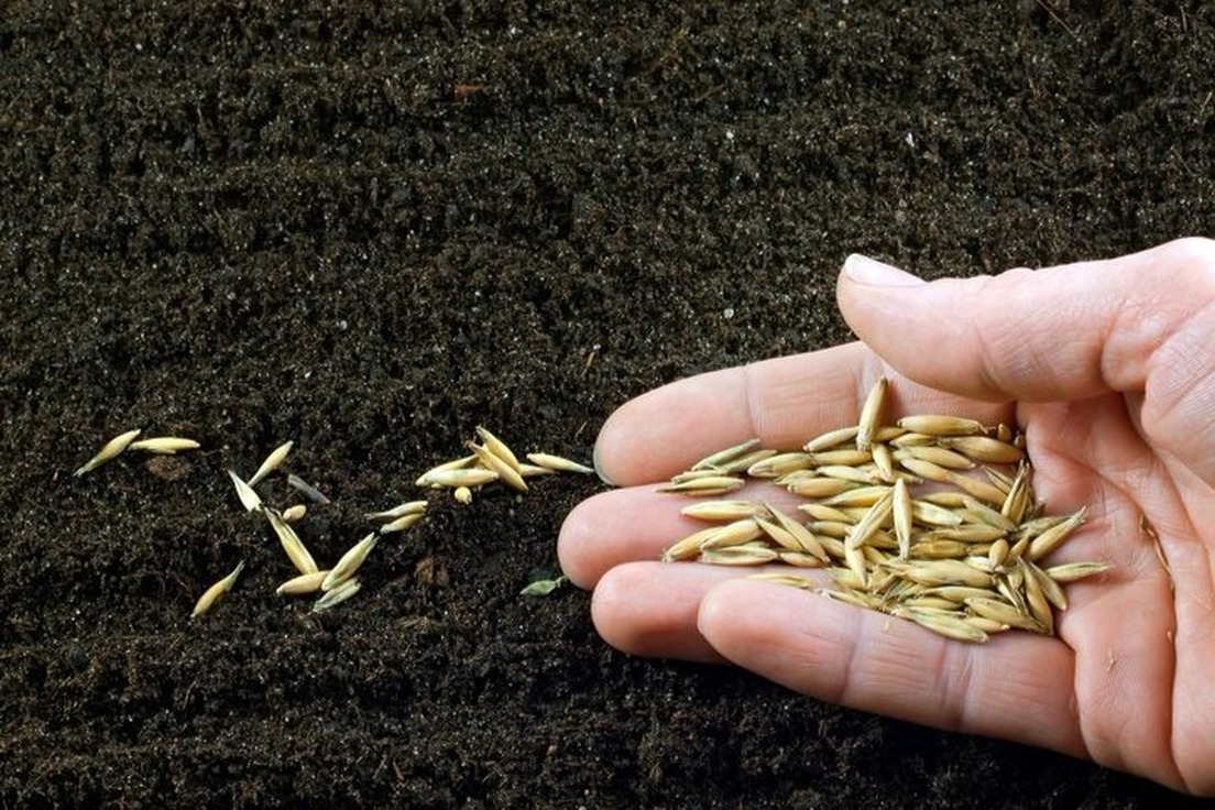 Separate the Wheat from the Chaff - 'When Pigs Fly' and Other Barnyard ...