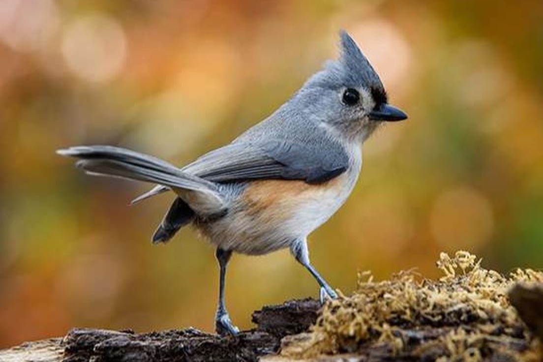 9 Misnomers and Misleading Names | Merriam-Webster