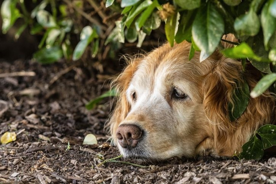 It's a Scorcher! Words for the Summer Heat | Merriam-Webster
