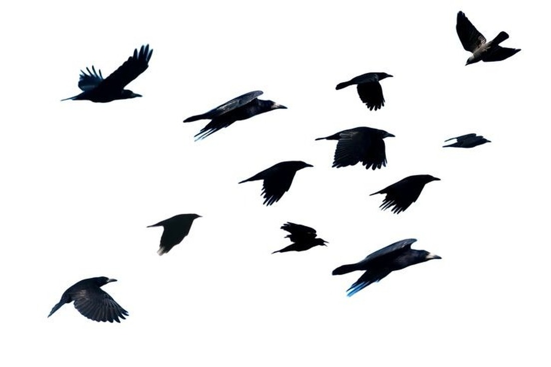 A Murder of Crows - Collective Nouns: What Do You Call Groups of Things ...