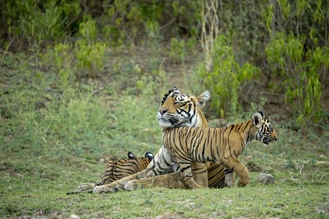 Snowplows, Dolphins, and Other Words for Parenting Types | Merriam-Webster