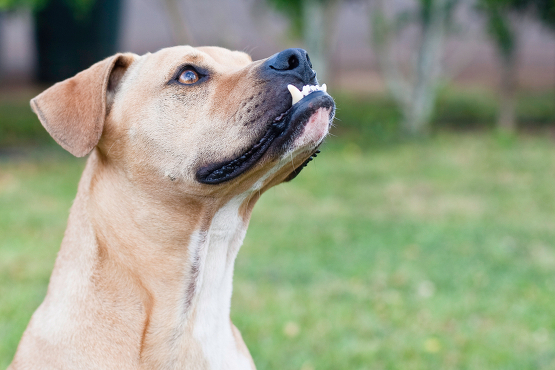 Jimberjawed - Flummadiddle, Slumgullion, and More Silly Words from the ...