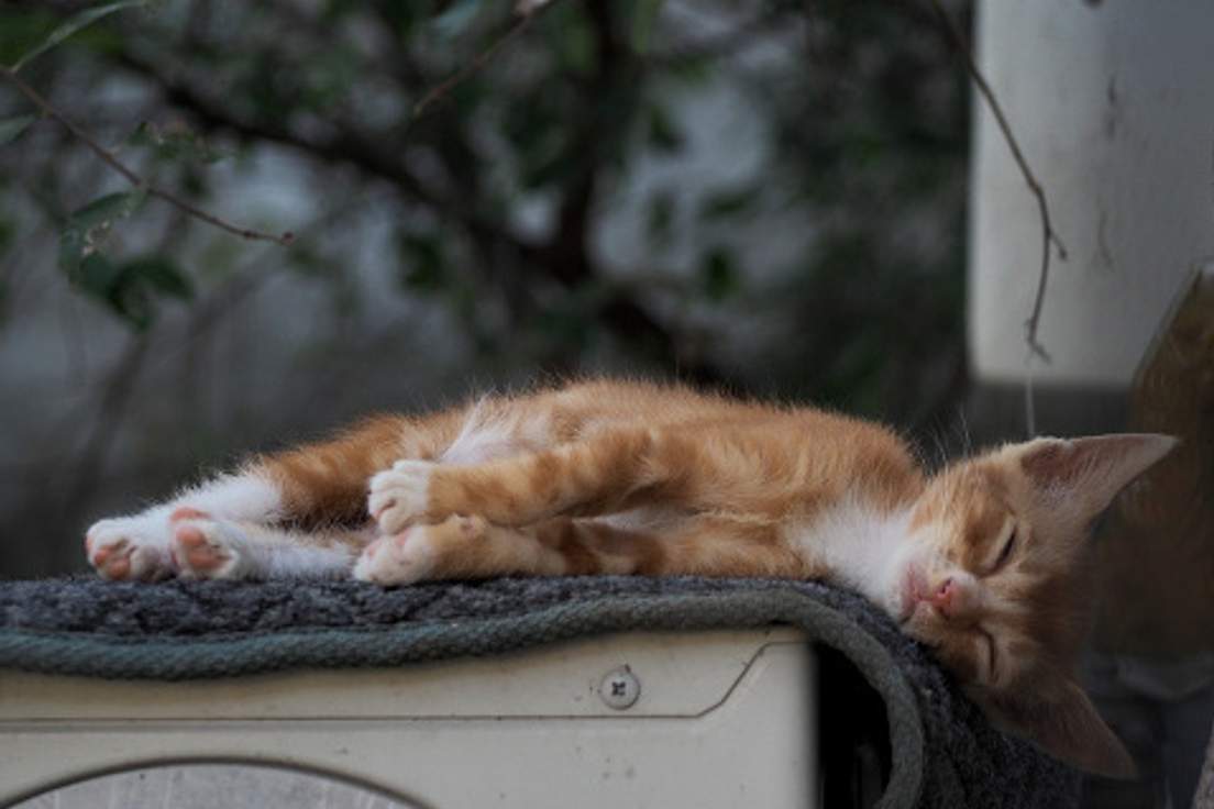 Ultracrepidarian - Great Big List of Beautiful and Useless Words, Vol ...