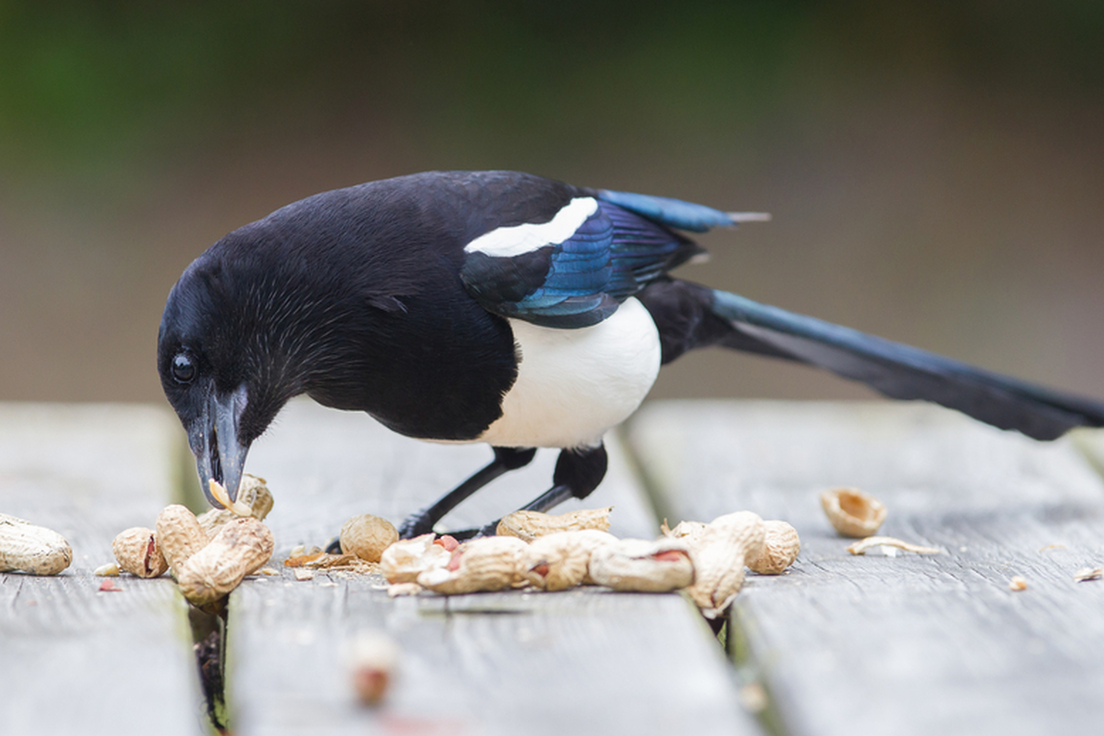 You Won't Believe These 10 Words Come From Birds | Merriam-Webster