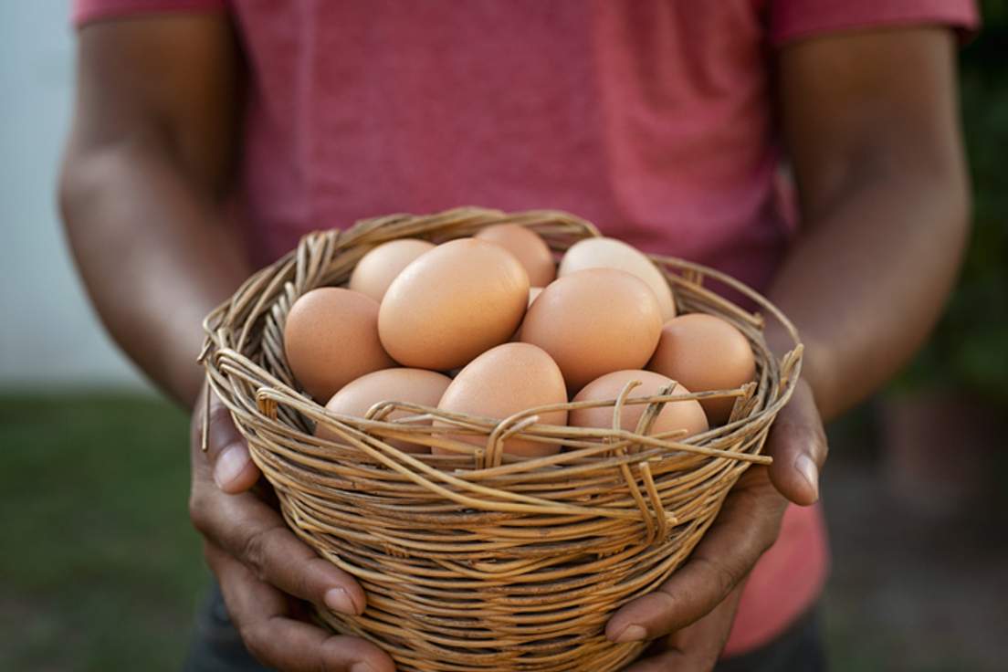 mother hen - 7 Common Idioms That Come from Chickens | Merriam-Webster