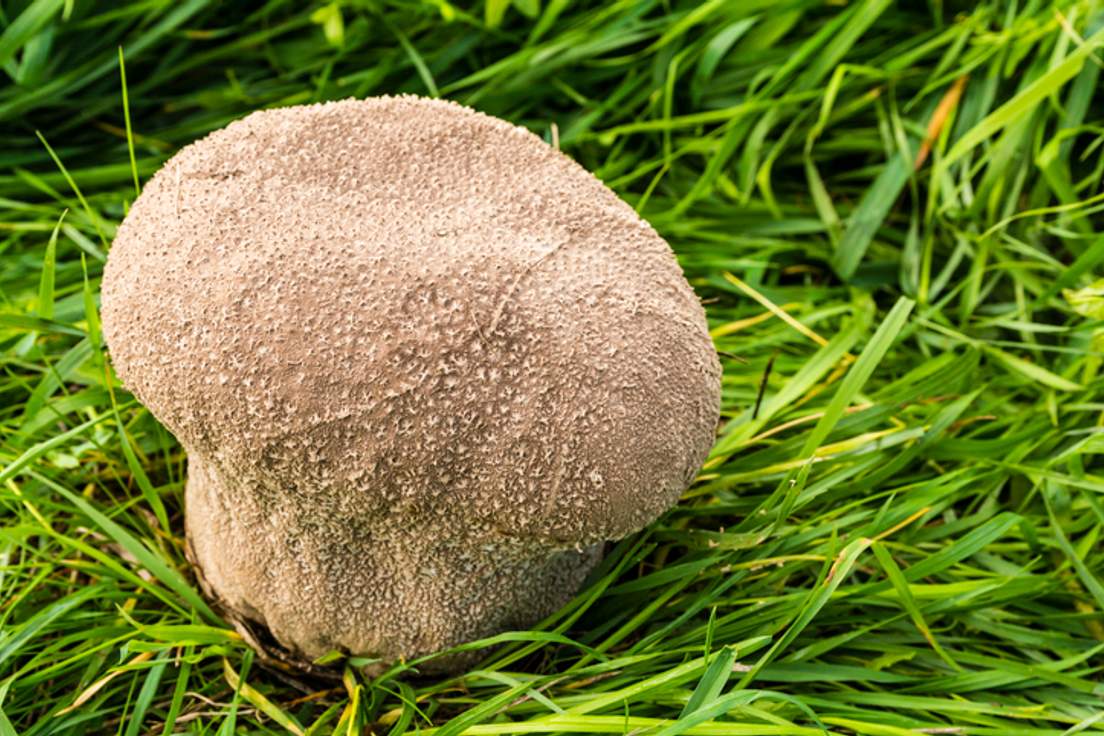 7 Especially Fitting Common Names for Plants | Merriam-Webster