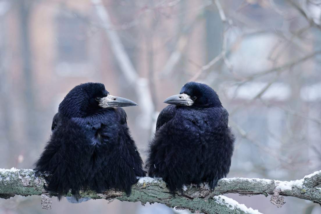 Wednesday - Etymologies for Every Day of the Week | Merriam-Webster