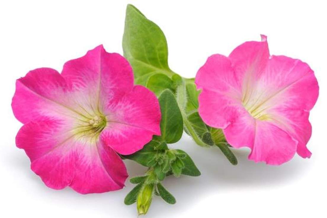 Flower Etymologies For Your Spring Garden | Merriam-Webster