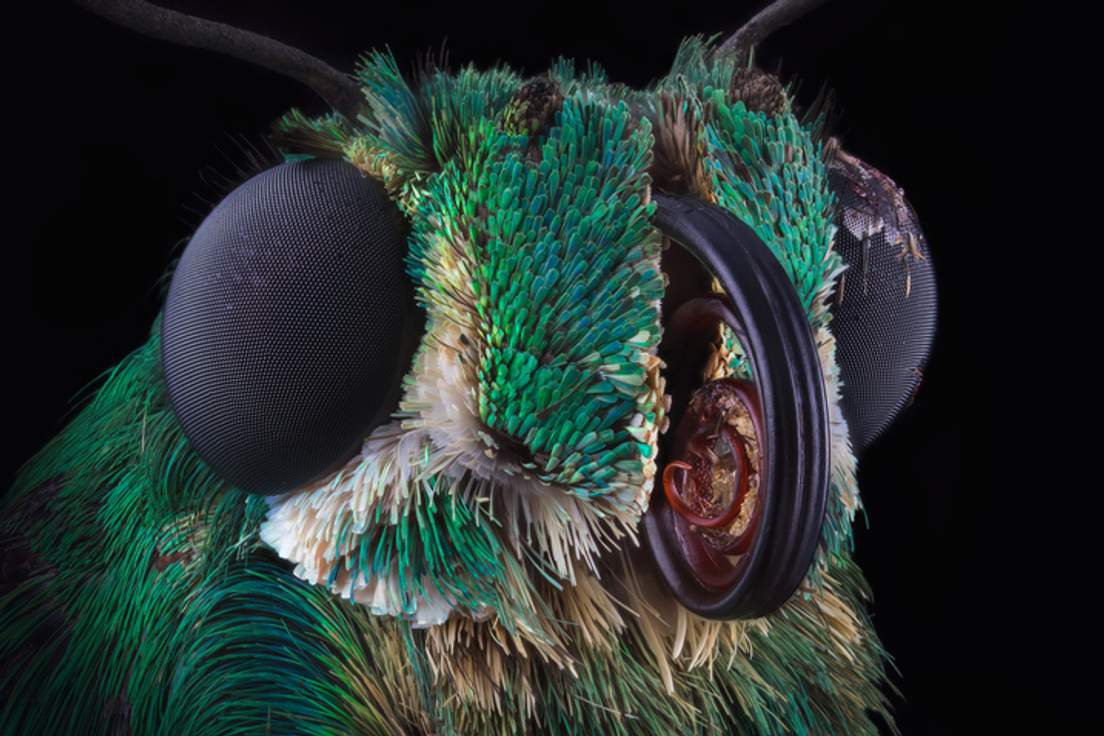 12 Pairs of Commonly Confused Animal Words | Merriam-Webster