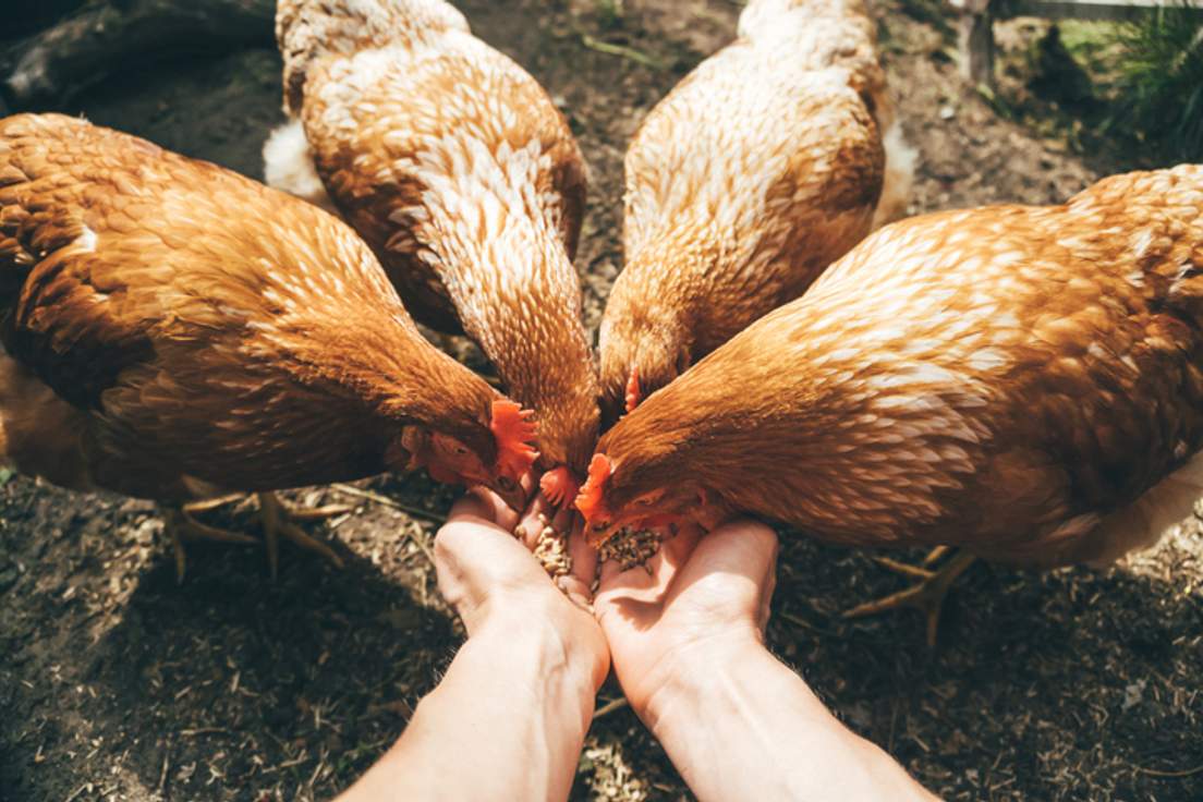 mother hen - 7 Common Idioms That Come from Chickens | Merriam-Webster