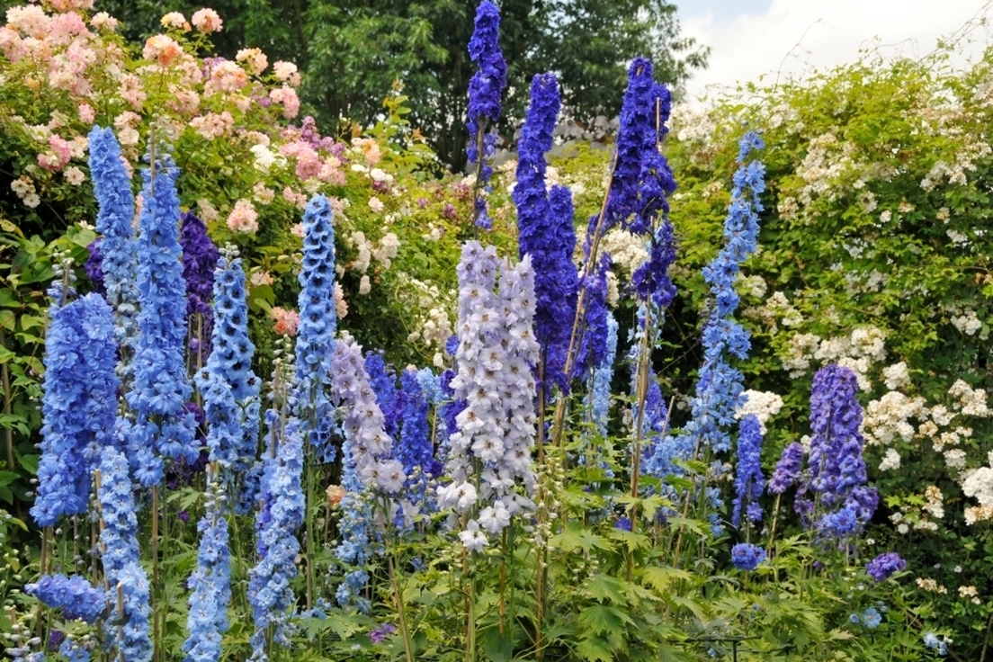 Crocus - 10 Flower Names and Their Histories | Merriam-Webster