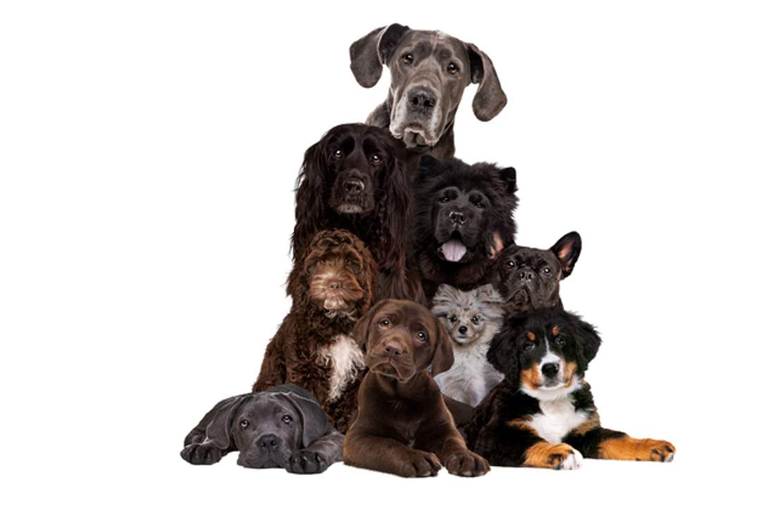 Words for Dictionary Supernerds | Merriam-Webster