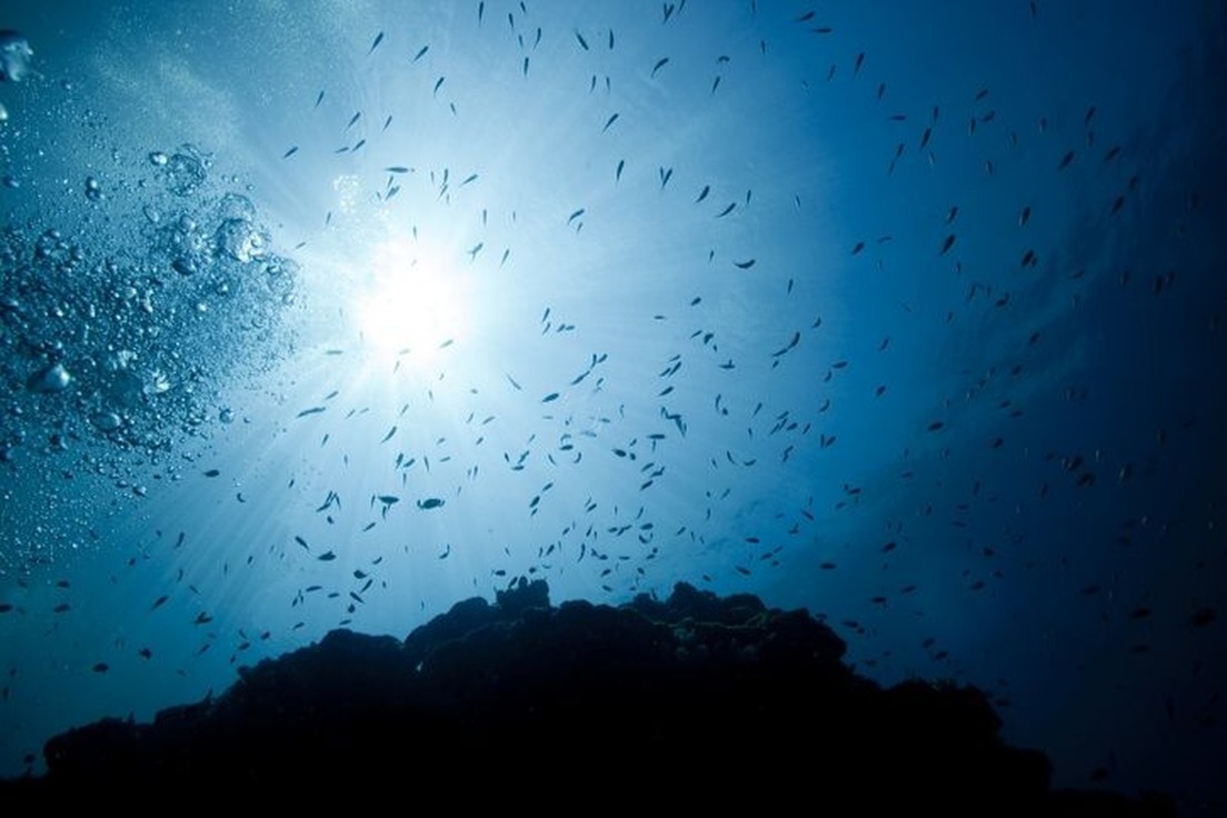 Small Fry - Idioms and Phrases with 'Big' and 'Small' | Merriam-Webster