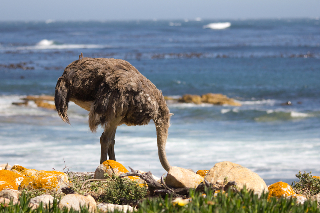 You Won't Believe These 10 Words Come From Birds | Merriam-Webster