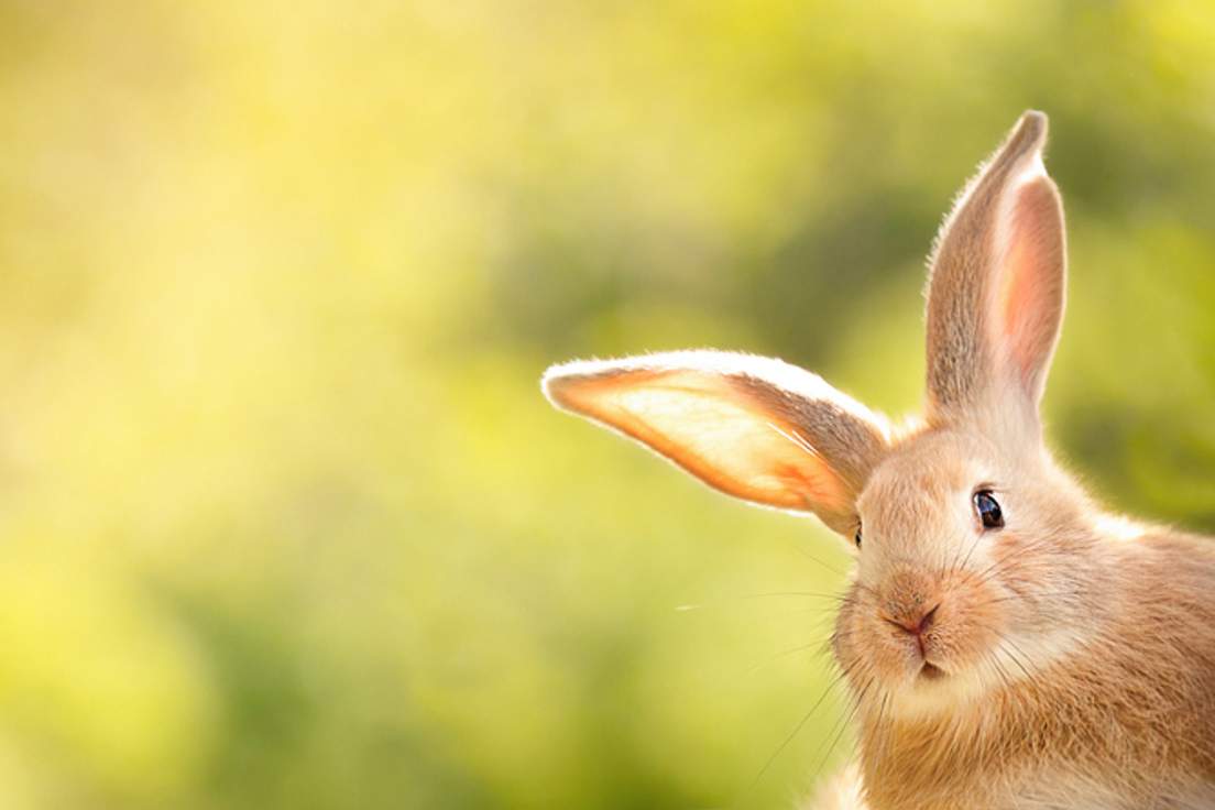 12 Pairs of Commonly Confused Animal Words | Merriam-Webster