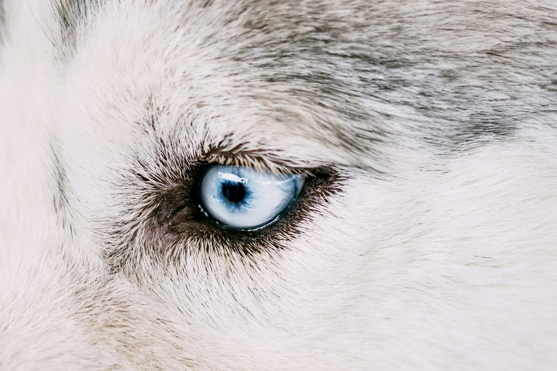 Warg - 'Valar Morghulis' and the Histories of Game of Thrones Words ...
