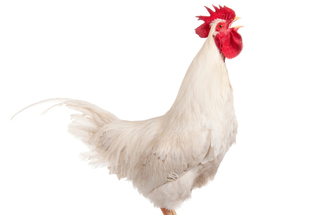 Post Hoc, Ergo Propter Hoc - 'In Vino Veritas' and Other Latin Phrases ...