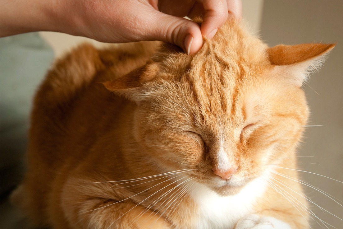 Turophile - What kind of lover are you? | Merriam-Webster
