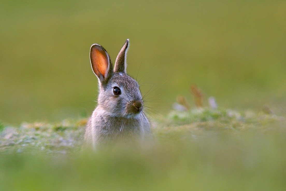 Rare and Amusing Insults, Volume 2 | Merriam-Webster