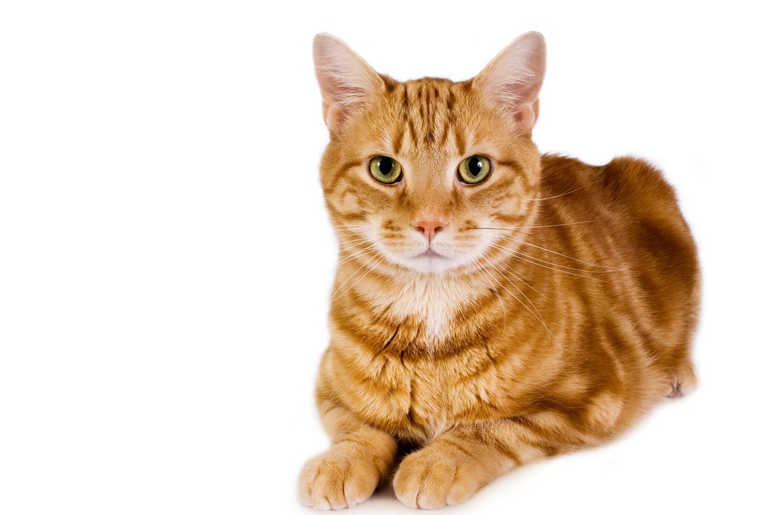 Toxiphobia - 12 Unusual Phobias | Merriam-Webster