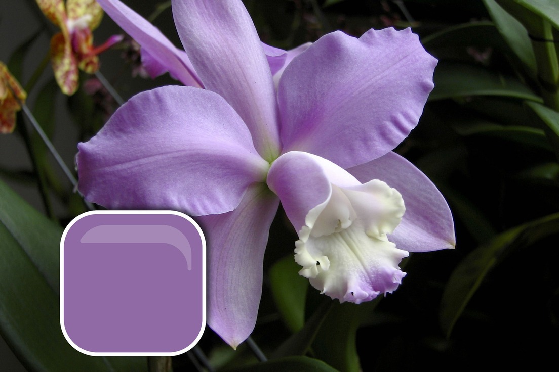 10 Words for Uncommon Colors | Merriam-Webster