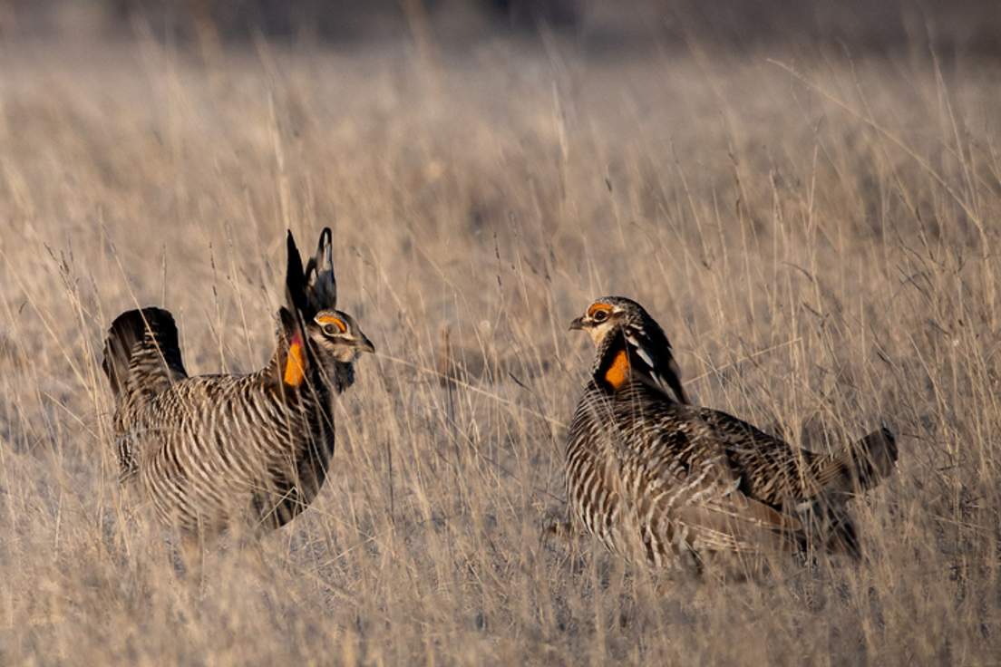 Words For Things You Didn't Know Have Names, Vol. 3 | Merriam-Webster