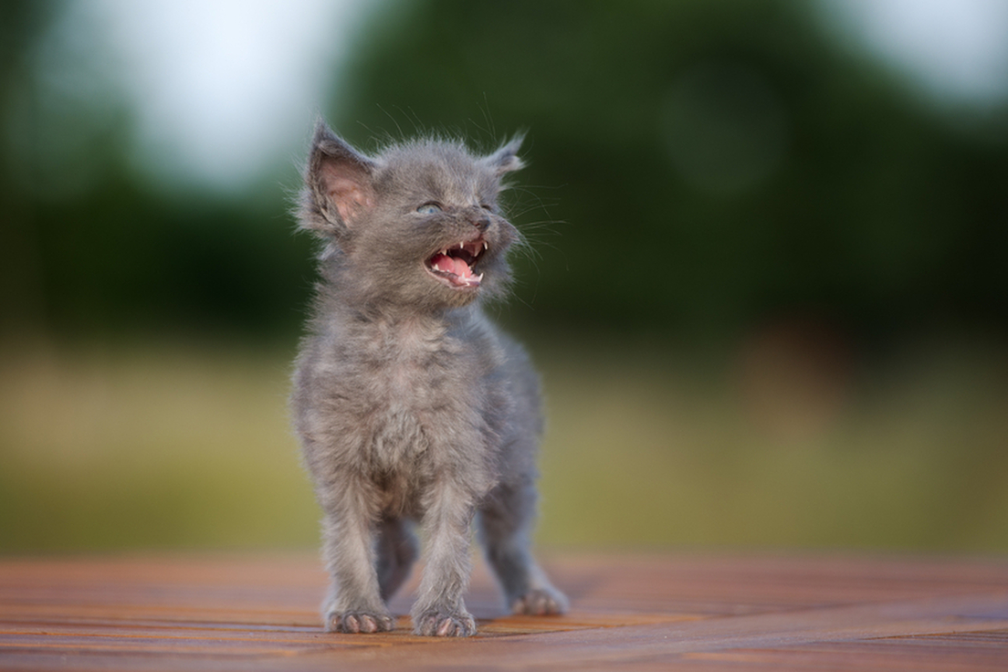 The Vocabulary Test From Hell | Merriam-Webster