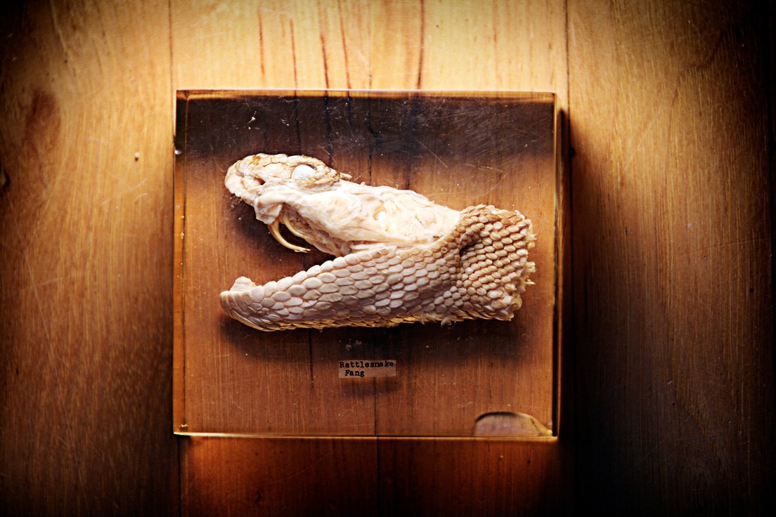 Aibohphobia - 14 Phobias You Probably Haven't Heard Of | Merriam-Webster