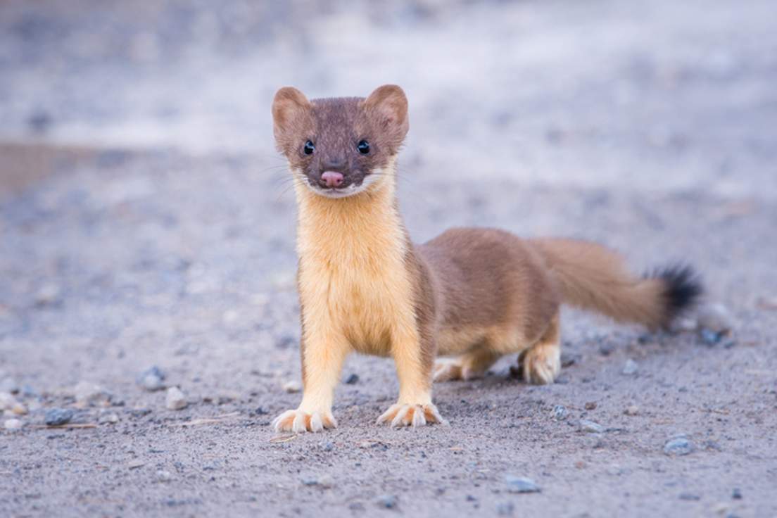 Weasel word - Words About Words | Merriam-Webster