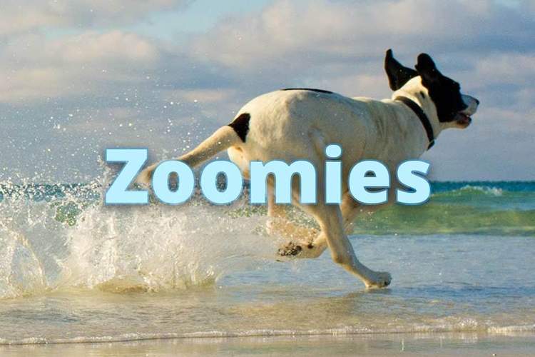 ZOOM Definition & Meaning - Merriam-Webster