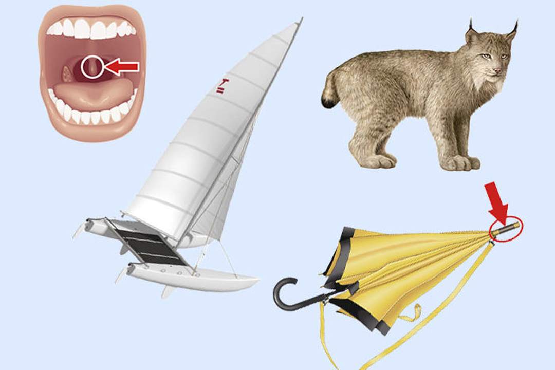 Merriam-Webster: America's Most Trusted Dictionary