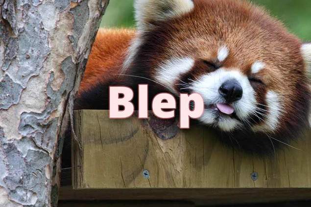 BLEP Slang Meaning | Merriam-Webster