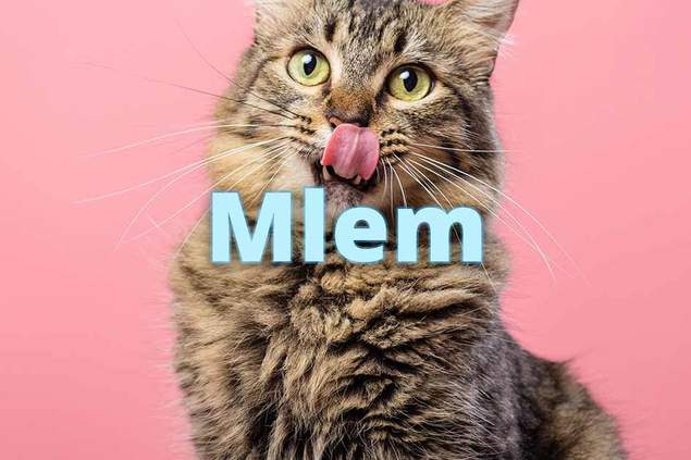 MLEM Slang Meaning | Merriam-Webster
